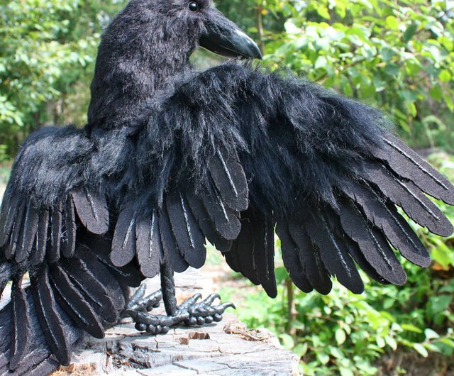 Black Raven Bird