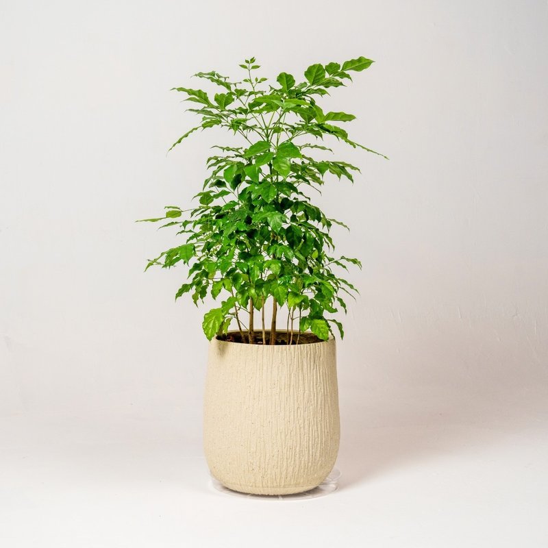 幸福樹 旺旺樹 發財樹 奶白色樹紋落地大盆栽 開幕花盆 觀葉植物 巧繪網植物館｜盆栽/植栽人氣榜 - Pinkoi