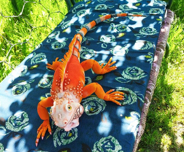 Iguana Color Changing Plate Craft
