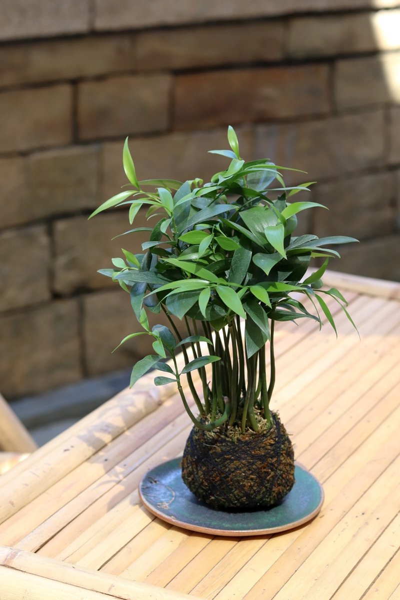 植栽苔玉 竹柏 COCO ROSE｜植栽/盆栽人氣榜 - Pinkoi