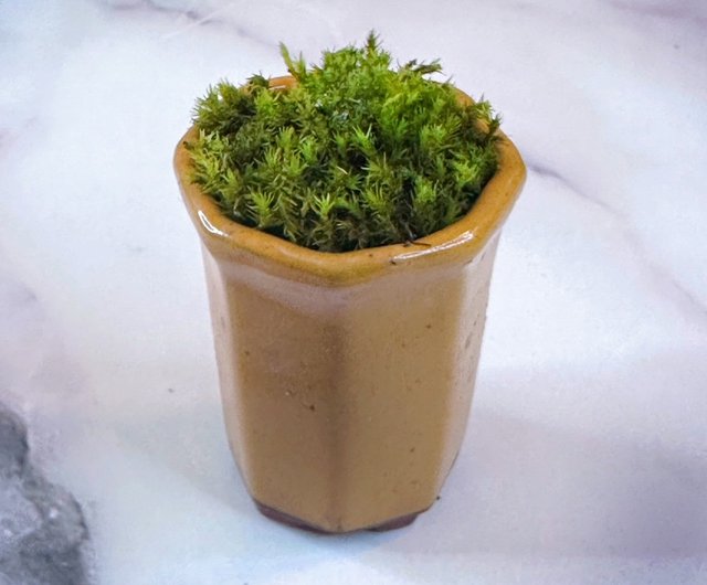 Potted Moss Plant