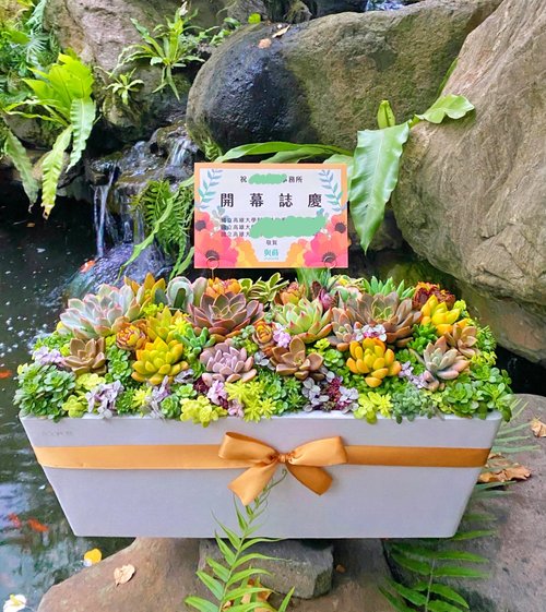 【急件可】免費卡片/安全運送/多肉盆栽/水泥盆/開幕 升遷 喬遷 - 設計館 與蒔 271House 植栽/盆栽 - Pinkoi