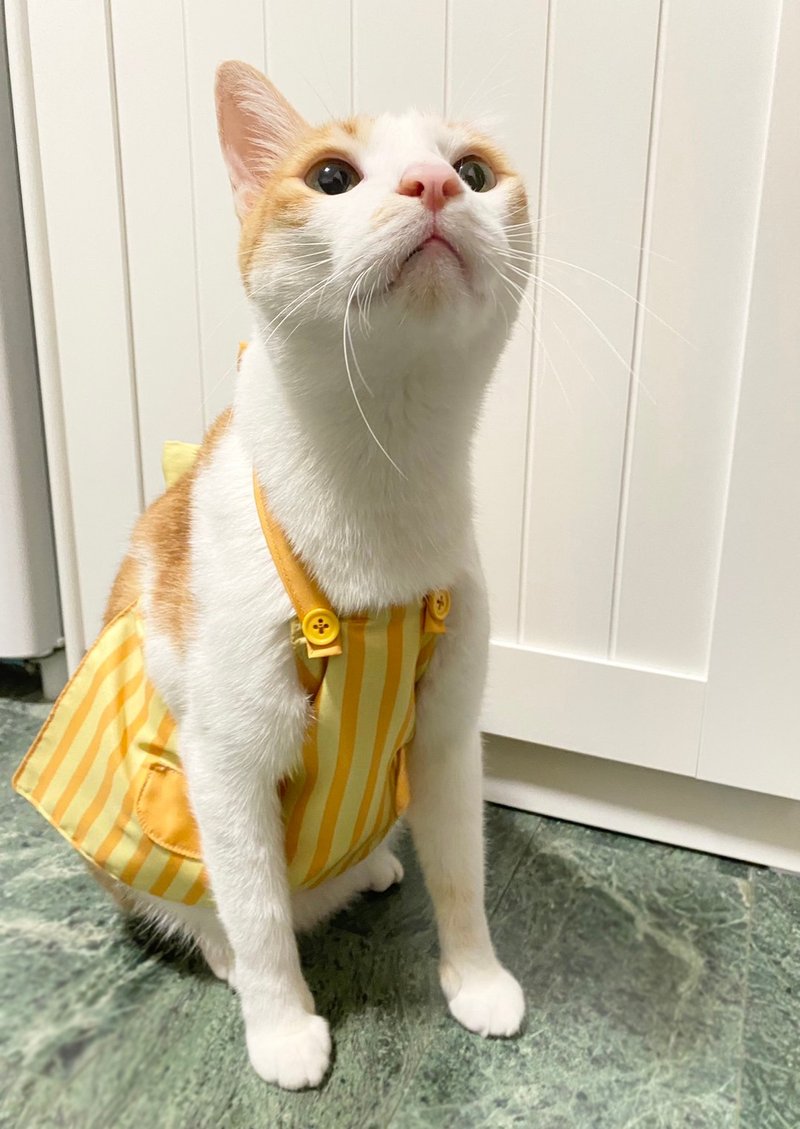 幫我做便當吧!!!諭吉大人小圍裙 S+R Design_pipi手作｜寵物衣服人氣榜 - Pinkoi