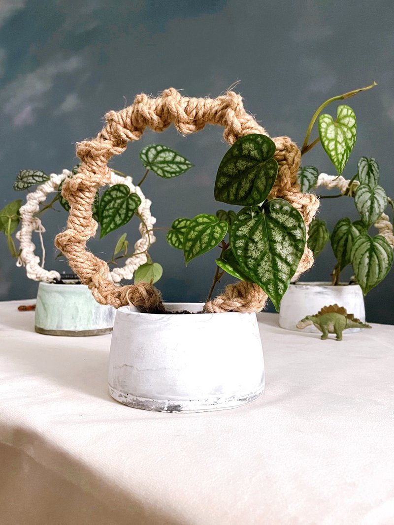 手作水泥盆ft.編繩攀爬圈圈 賣花的女鵝 • 植栽小販所｜植栽/盆栽人氣榜 - Pinkoi