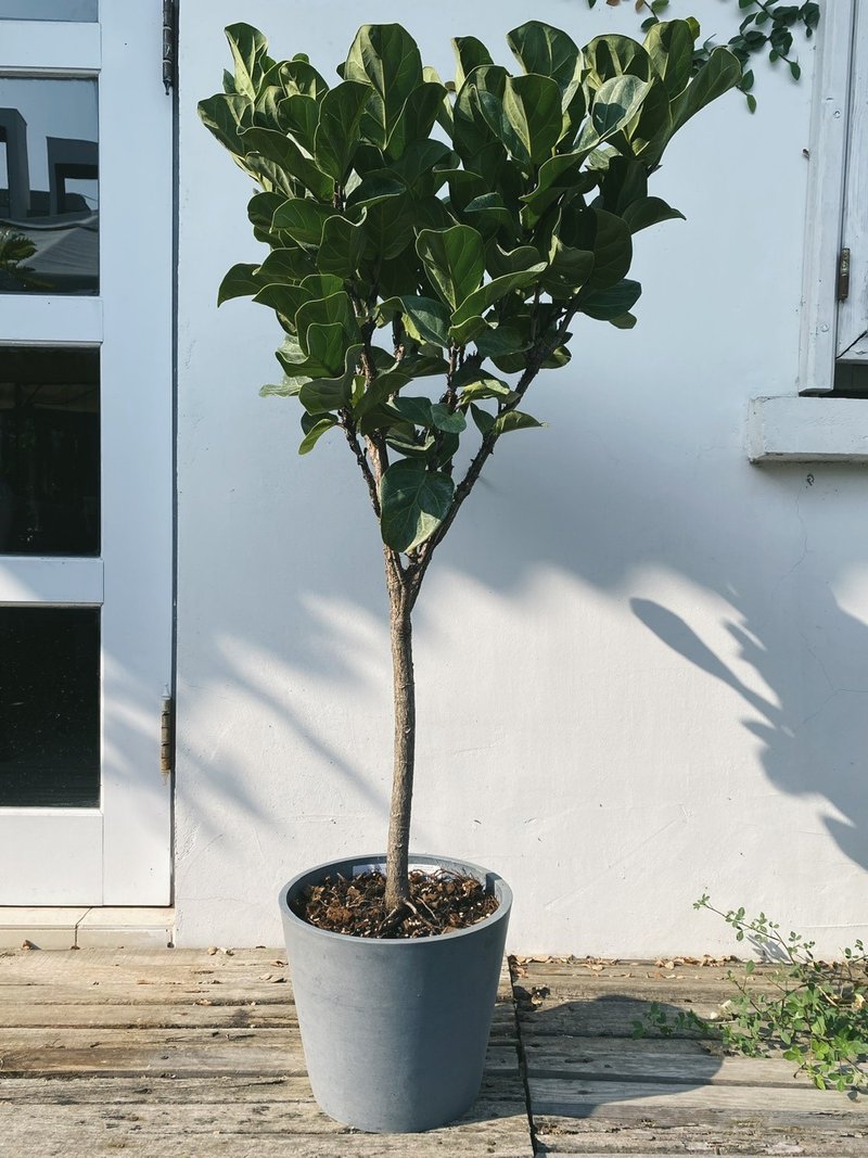 Opening Ceremony of Qin Ye Rong’s Belgian Ceremony - Shop studiogreen ...