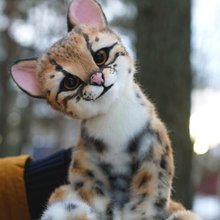 チェシャ猫の映画かわいい子猫 - ショップ Monkey Business Toys チェシャ猫の映画かわいい子猫 - ショップ Monkey Business Toys