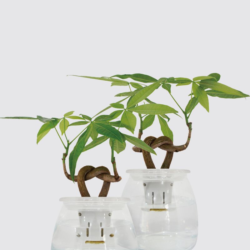 Glass Series│ Heart-shaped Fortune Tree- Malabar Chestnut Lucky Fish ...