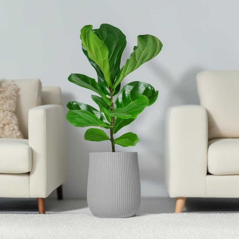琴葉榕水泥盆栽 大盆栽 直條紋岩灰圓盆 落地盆栽禮 北歐極簡植栽 巧繪網植物館｜盆栽/植栽人氣榜 - Pinkoi